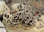 Honeycomb Weathering from the Desert to the Sea | Zach Schierl Photography